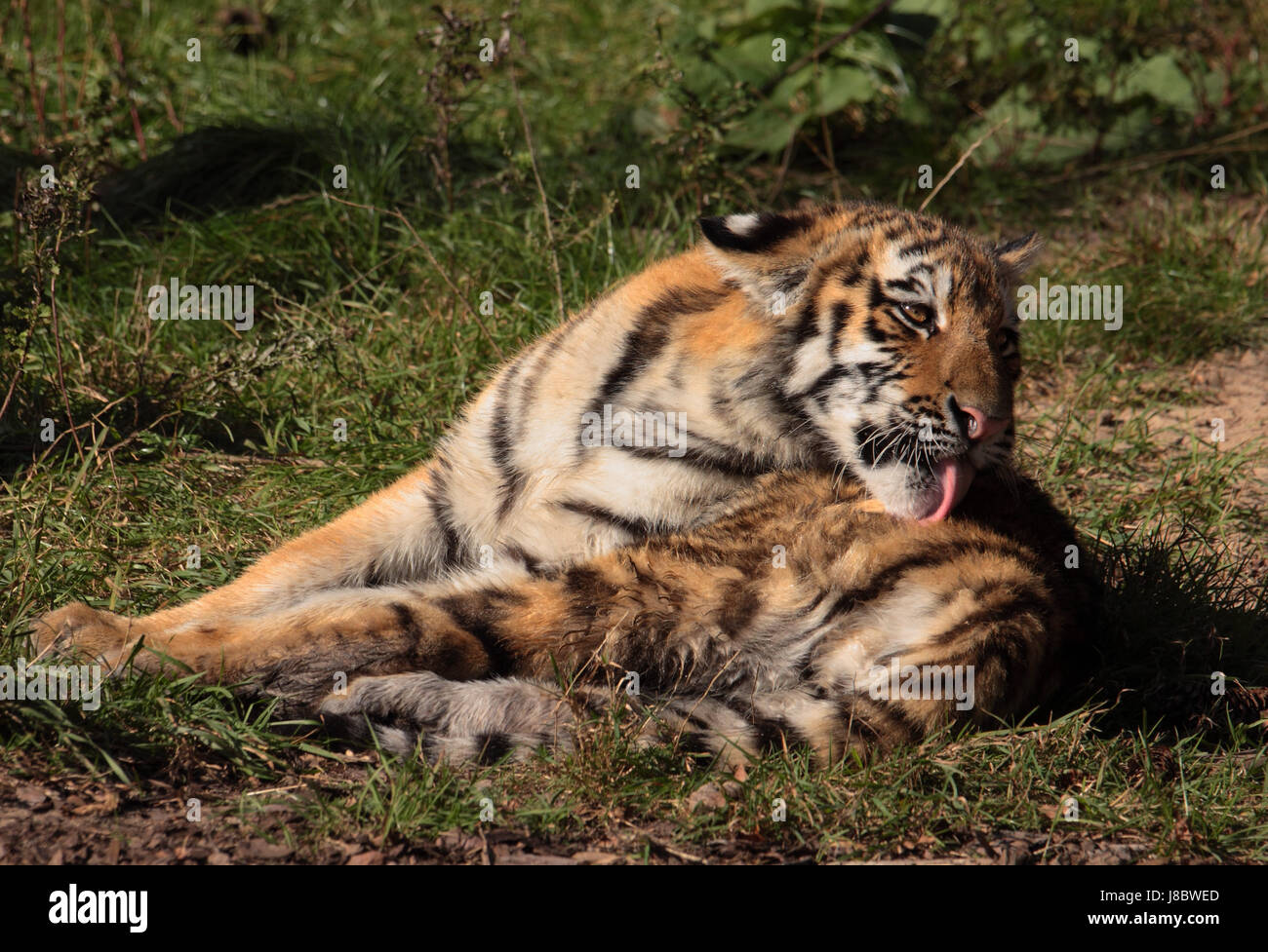 game, tournament, play, playing, plays, played, cat, big cat, feline ...