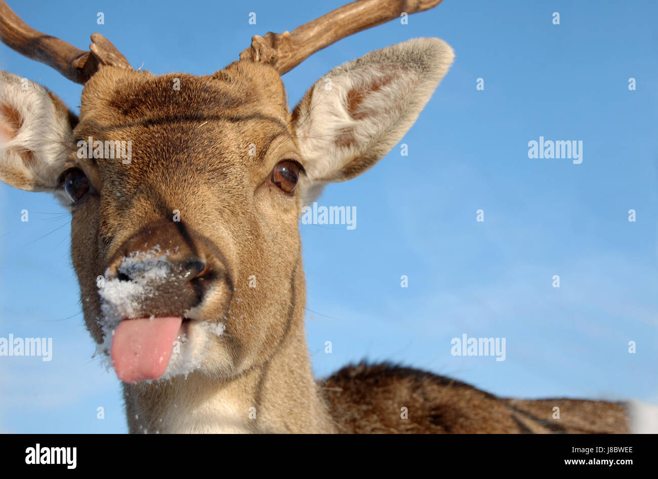 animal, tongue, funny, fallow deer, cute, animal, animals, tongue ...