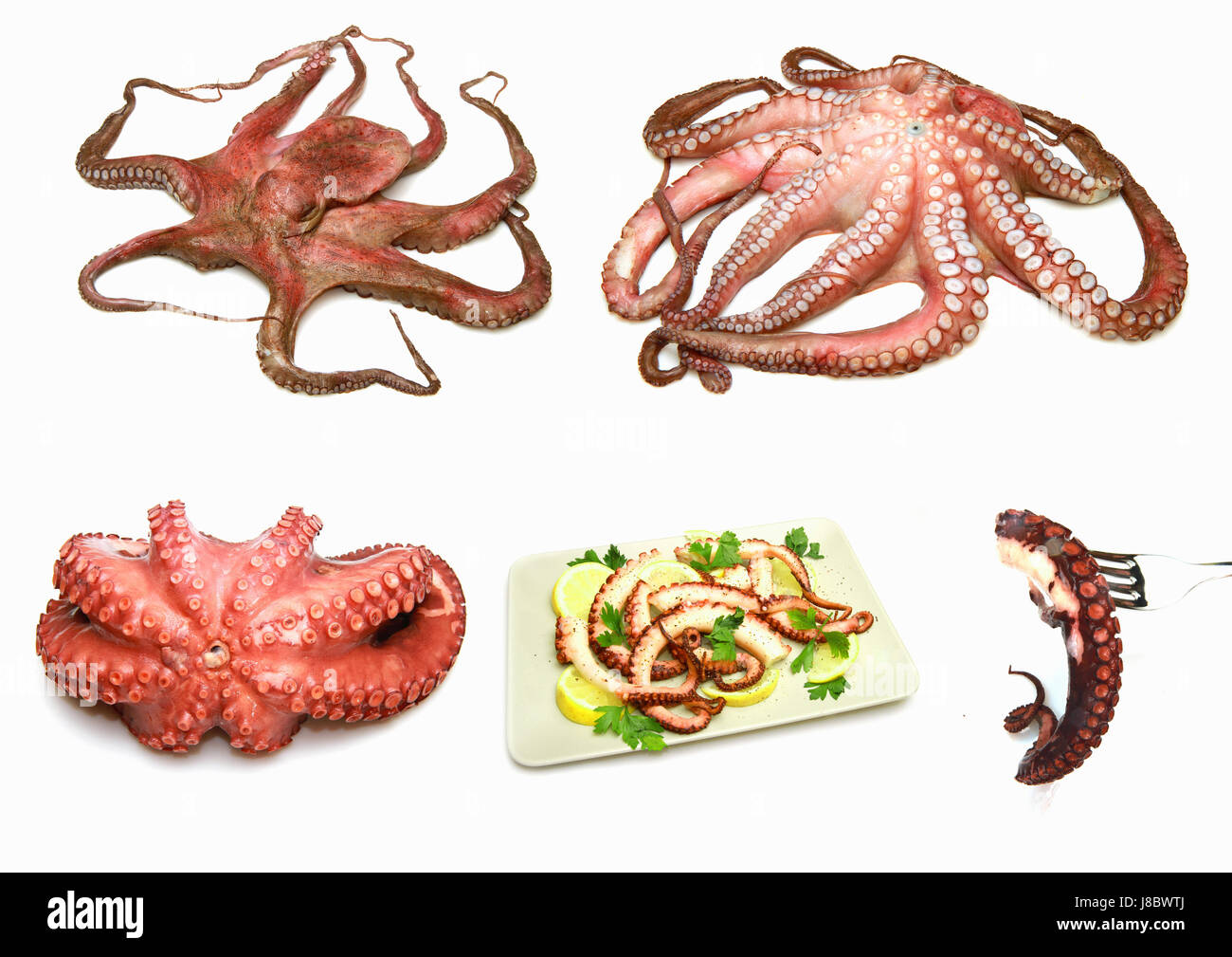 restaurant, food, aliment, isolated, fish, boil, cooks, boiling ...