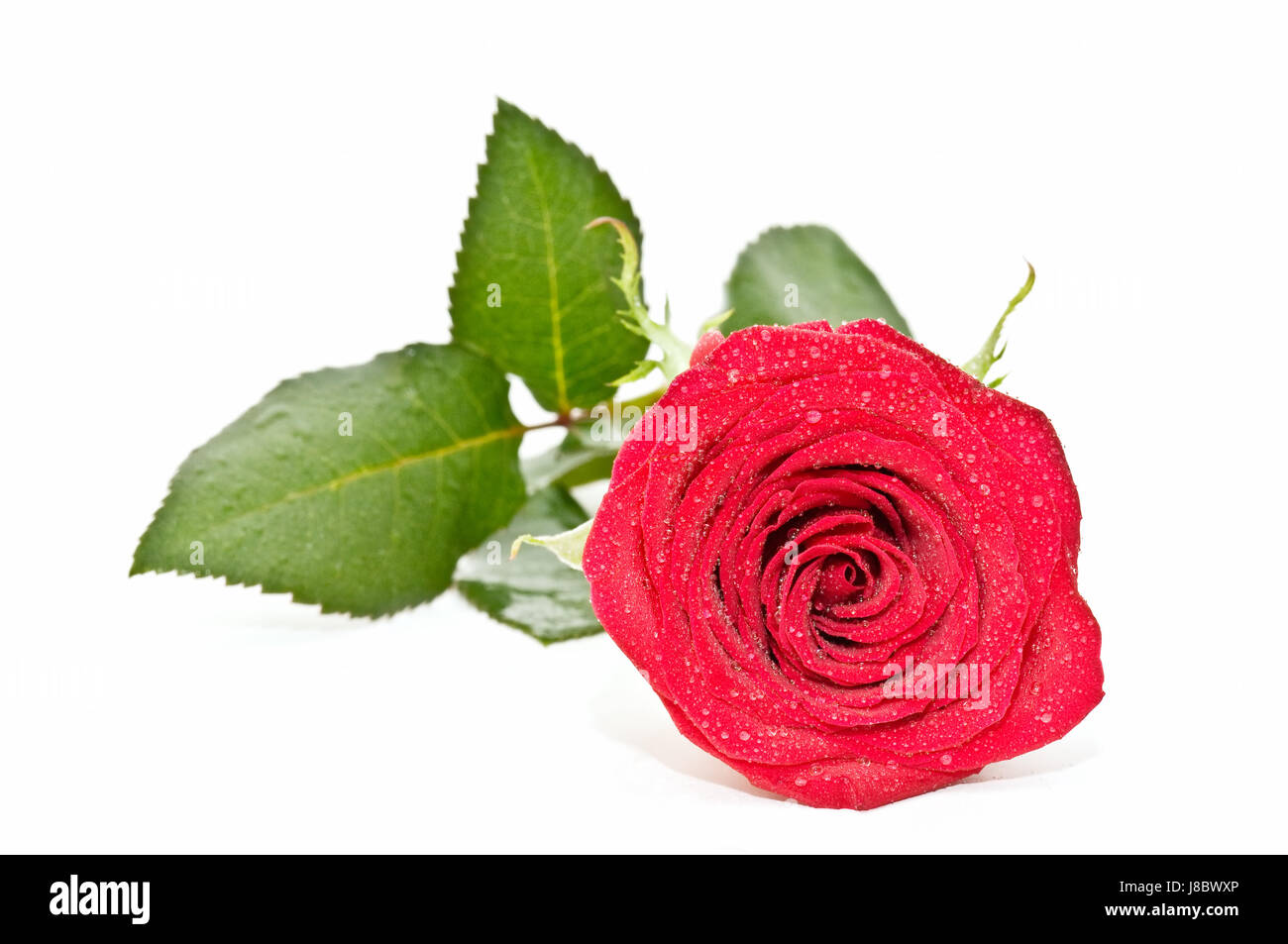 flower, plant, roses, holiday, vacation, holidays, vacations, flower ...