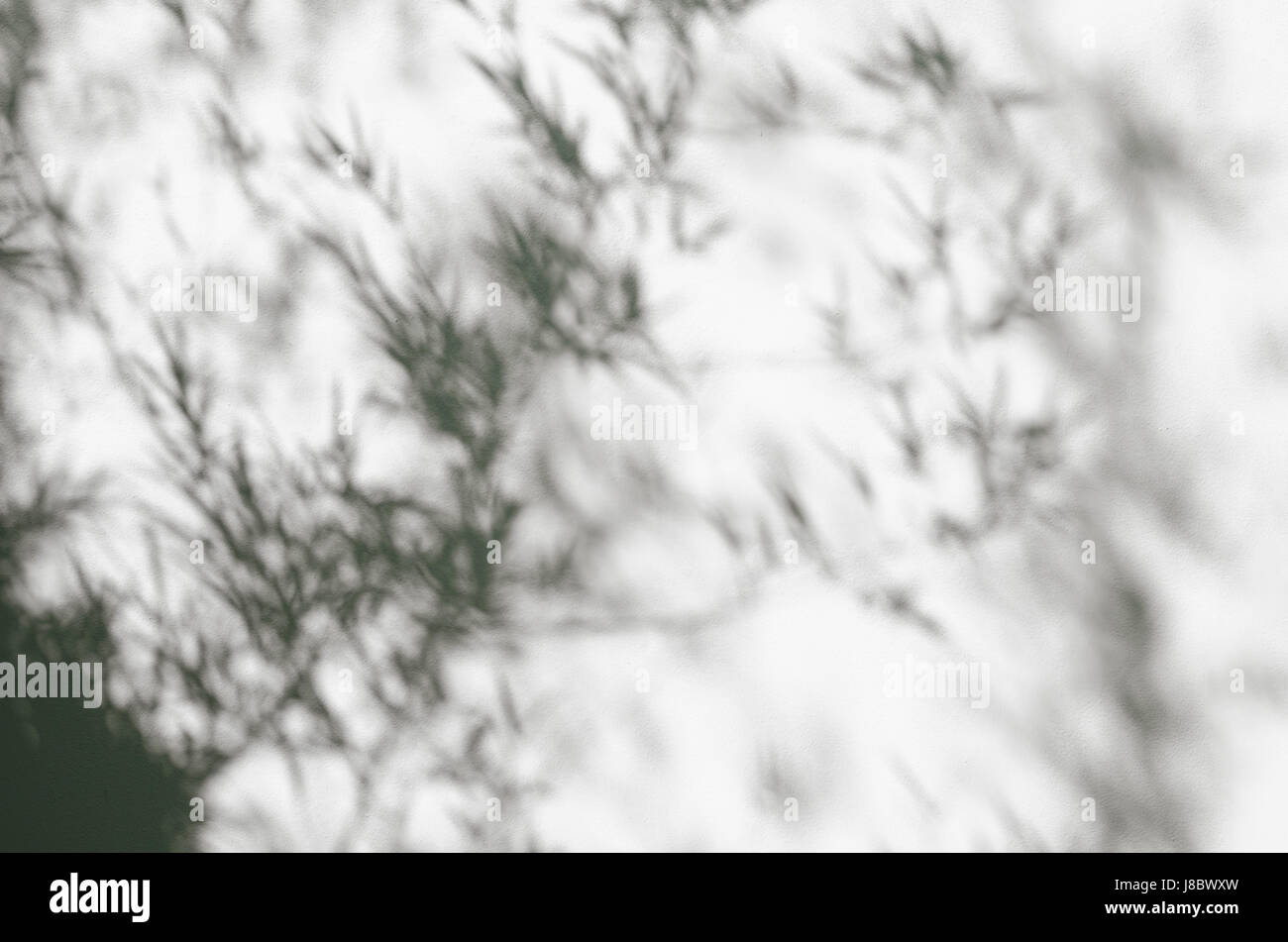 Shadows from the bamboo tree falling on the Wall Stock Photo - Alamy