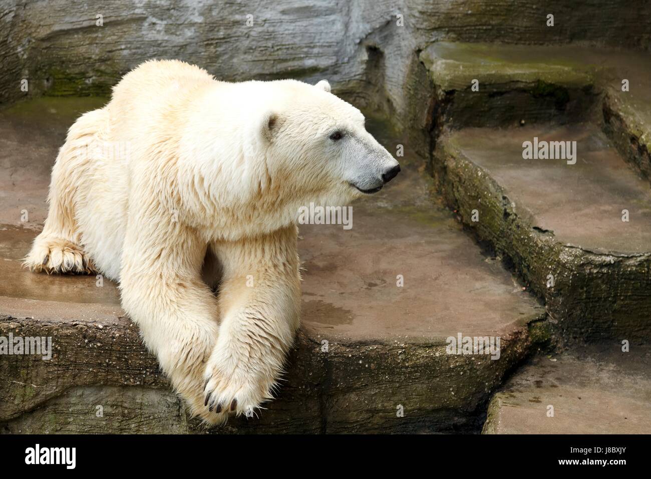 danger, animal, bear, wild, hunter, snow, coke, cocaine, material, drug ...