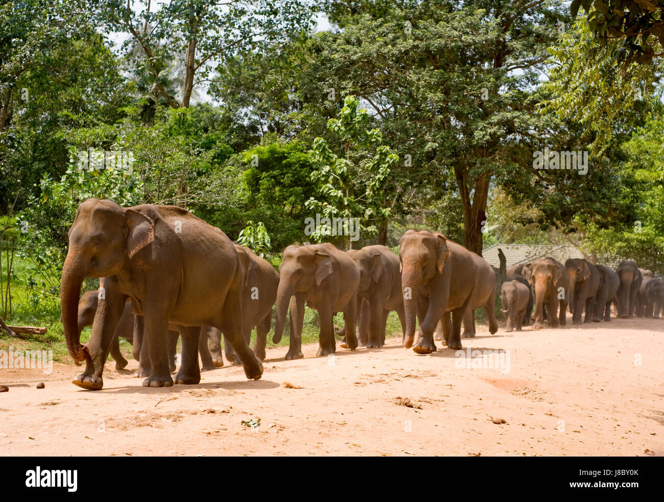 walk, go, going, walking, park, animal, mammal, asia, wild, elephant ...