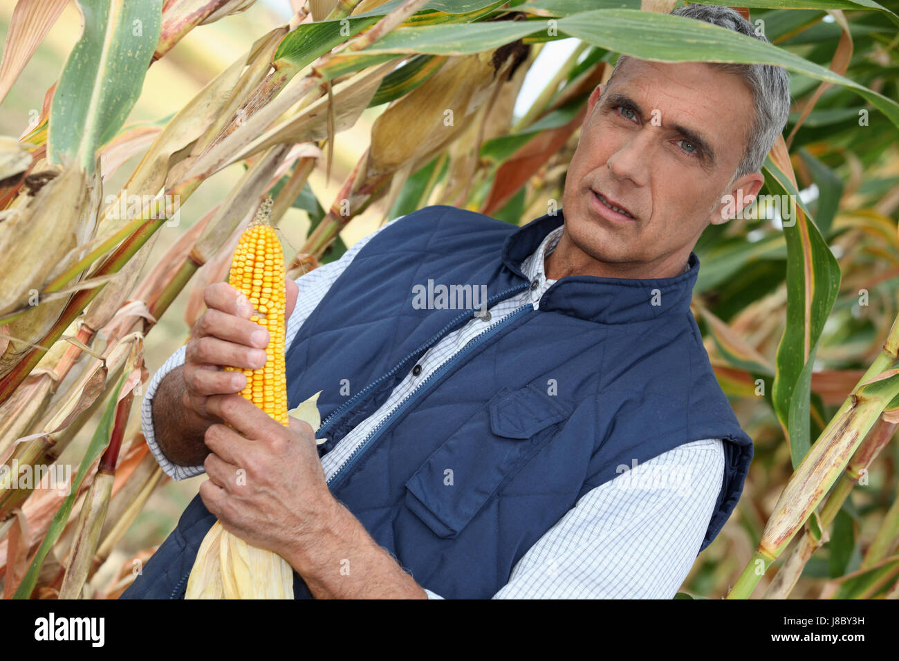 blue, agriculture, farming, drop, corn, country, dig, scenery ...