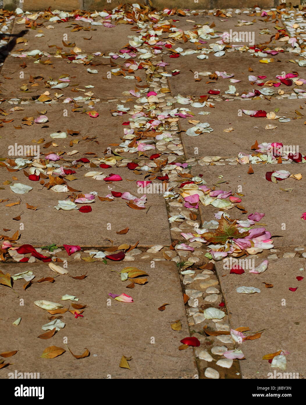Colorful rose petals scattered on steps an a paved walkway Stock Photo ...