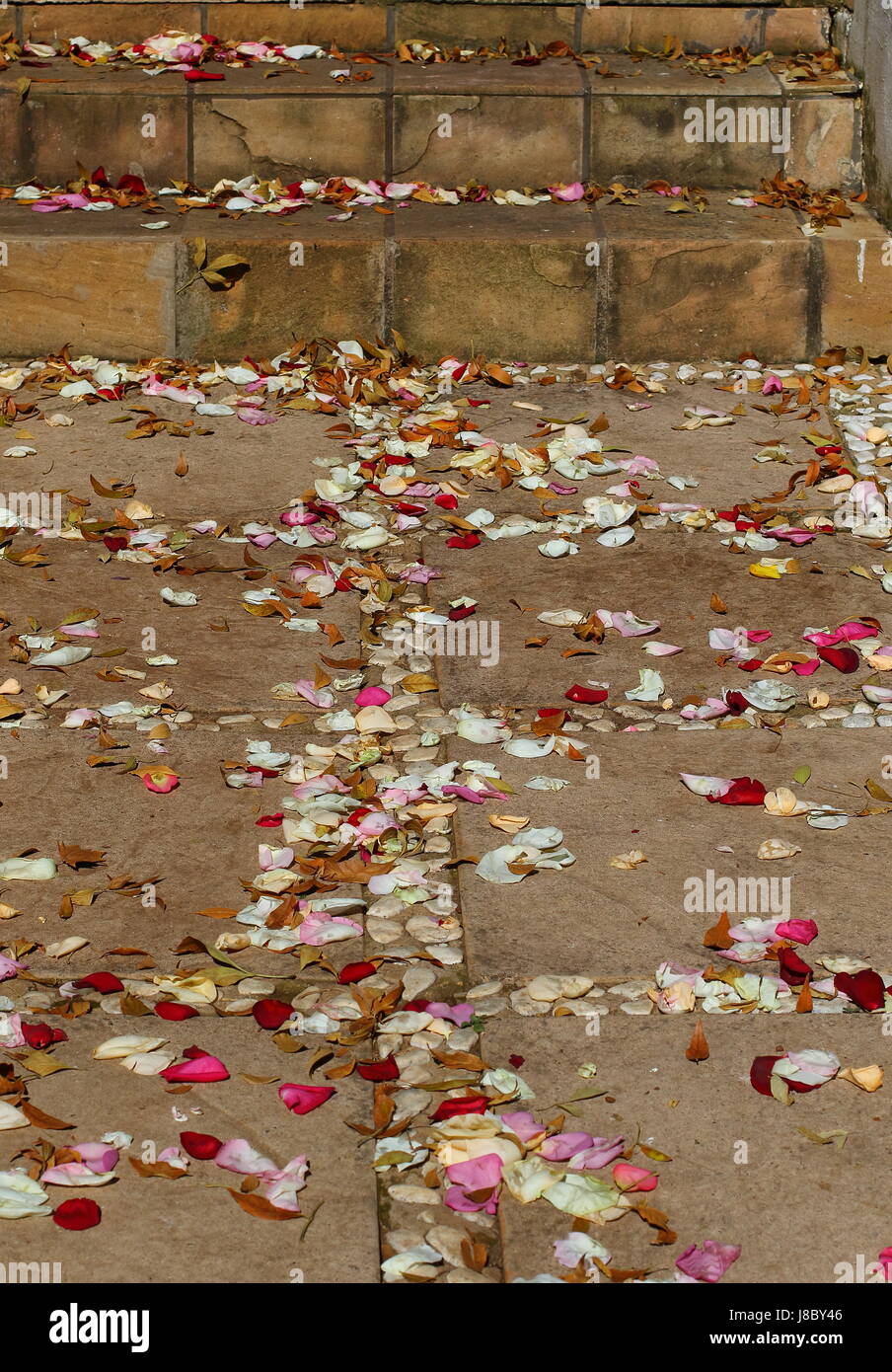 Colorful rose petals scattered on steps an a paved walkway Stock Photo ...