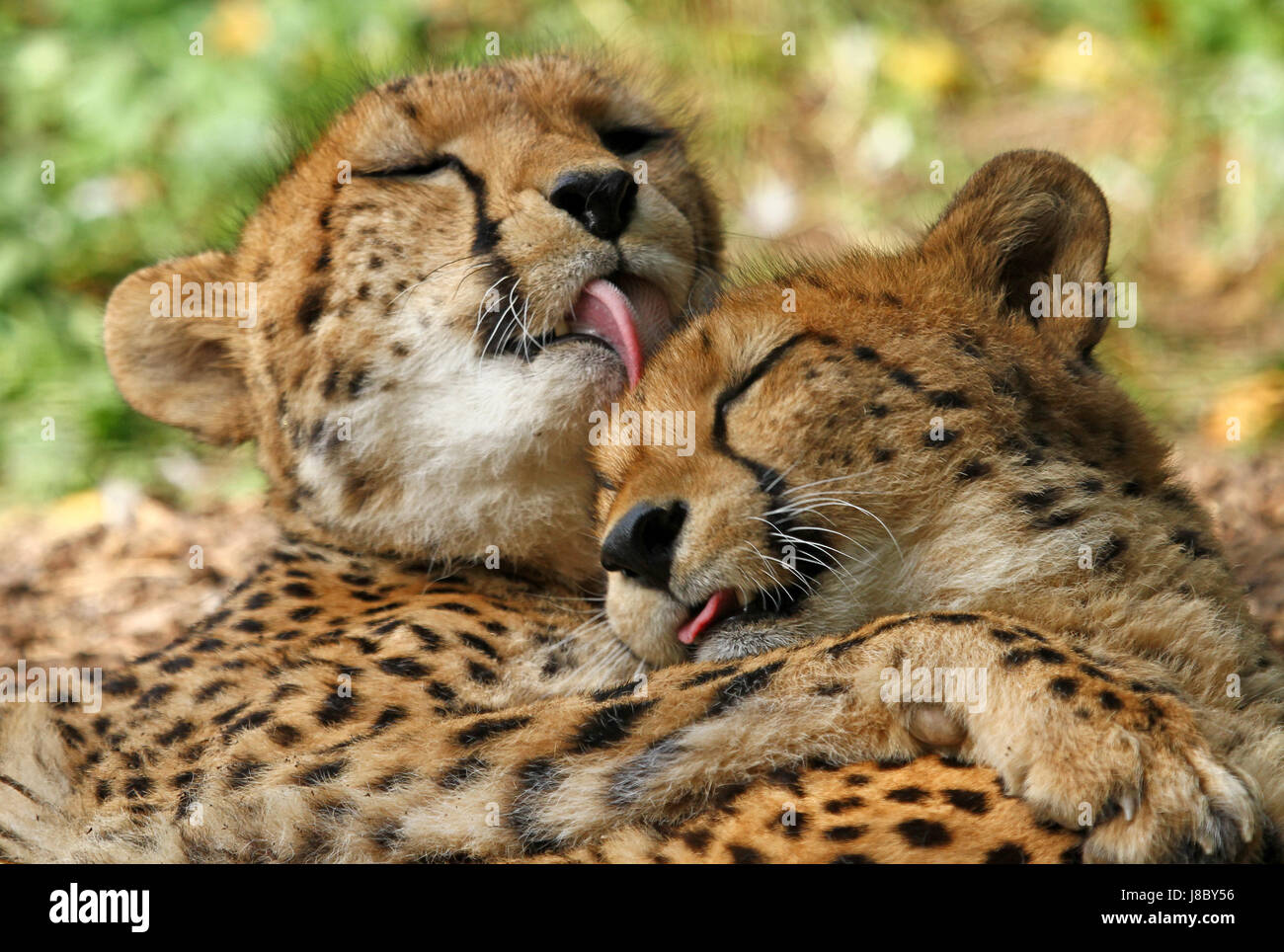 snuggling among animals Stock Photo - Alamy