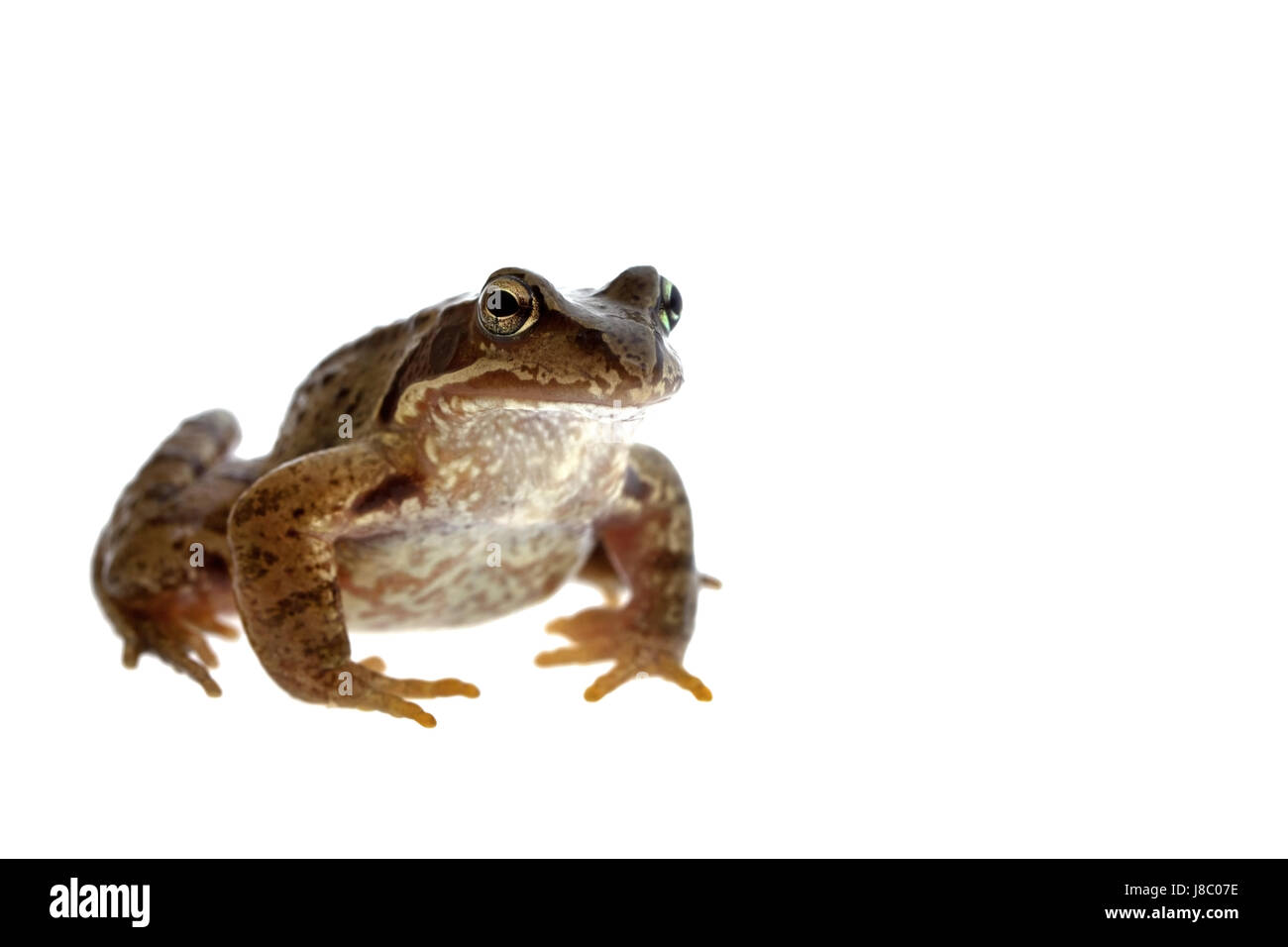 Frog perspective forest Cut Out Stock Images & Pictures - Alamy