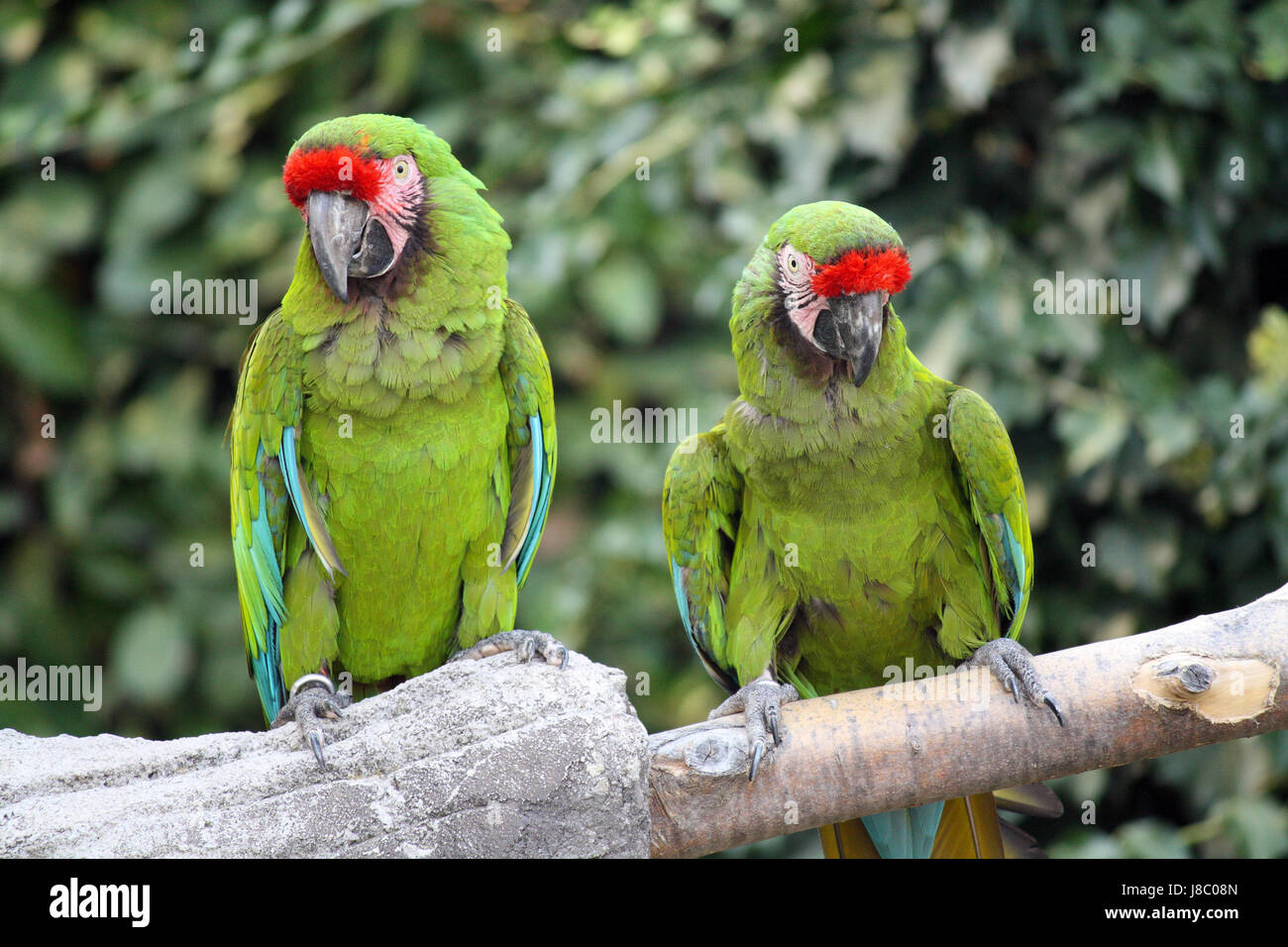 Beautiful big parrot hi-res stock photography and images - Alamy