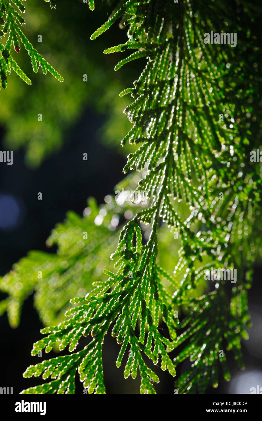 park, green, freshness, branch, evergreen, cedar, water drop, waterdrop ...