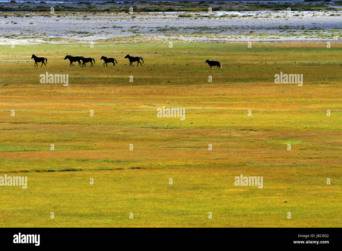 tibet, india, mountain, himalayas, horse, animal, mammal, wild, swamp ...