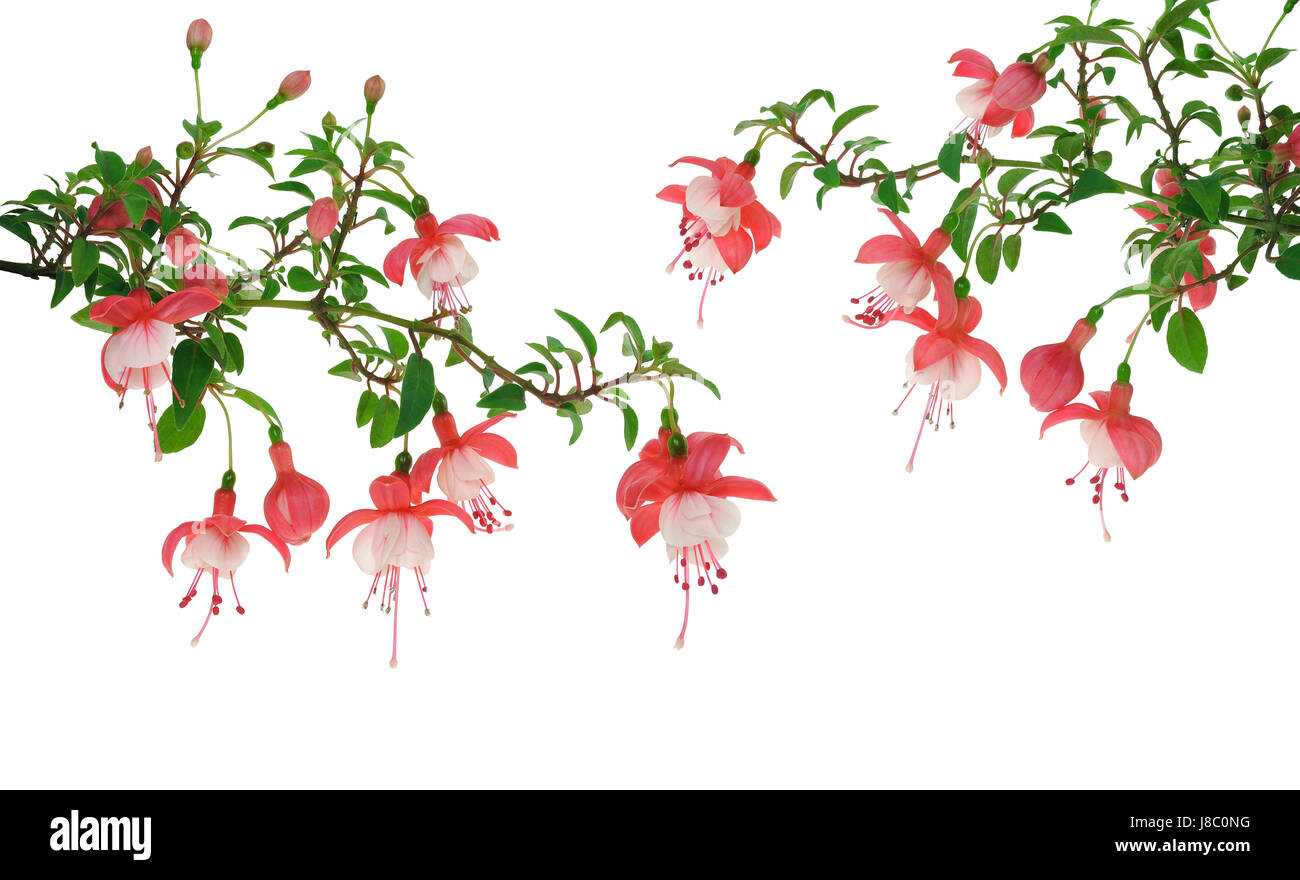 isolated, flower, plant, flowers, fuchsia, cutout, fuchsias, many ...