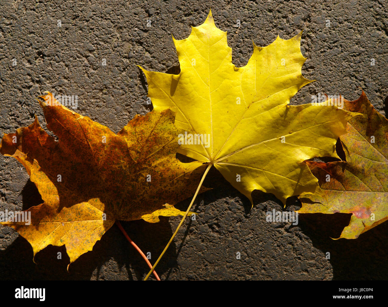 autumn colours, sunshine, autumn foliage, nature, fall, autumn, autumn ...