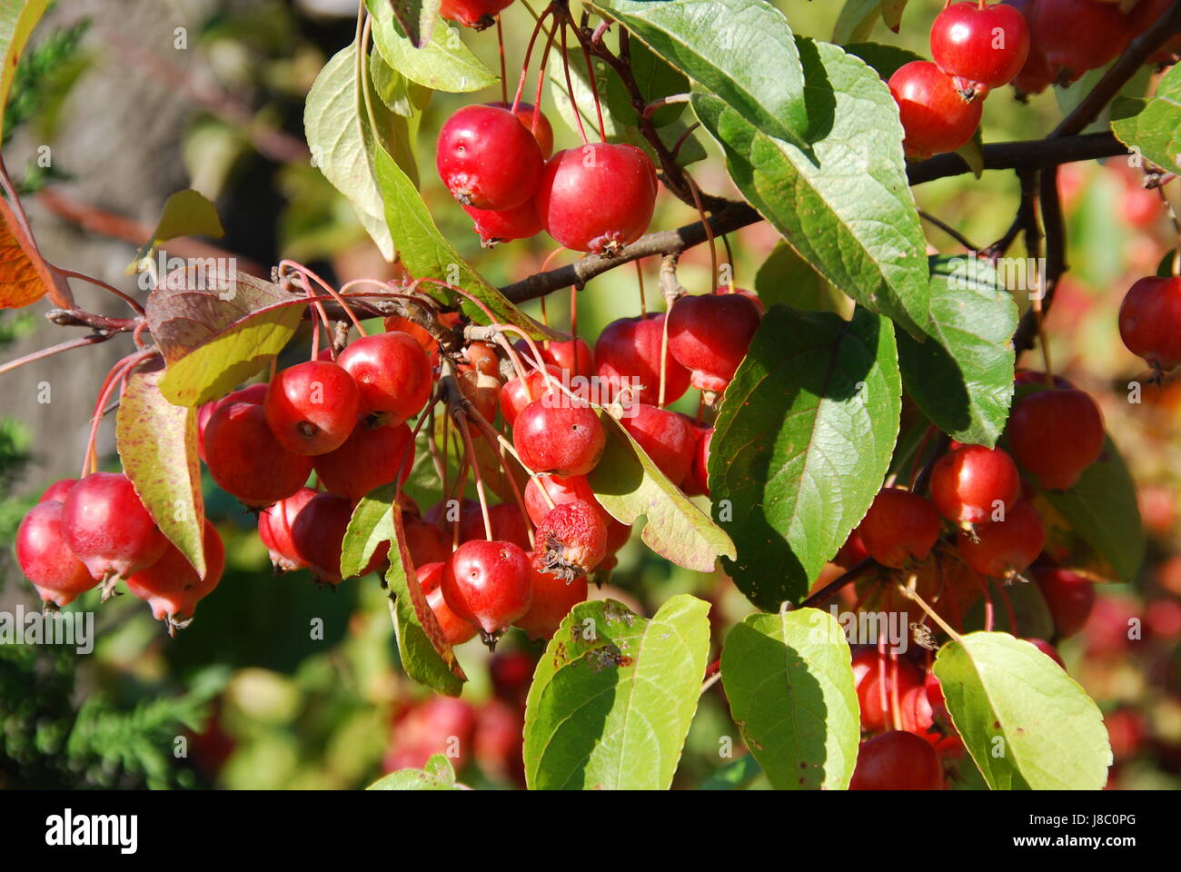 progenies, fruits, plant, bushes, progenies, fruits, anciently, pome ...