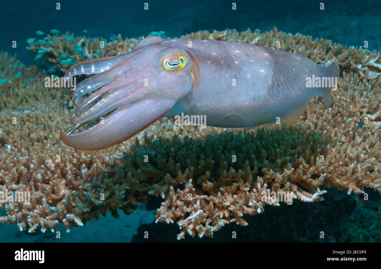 sepia, dive, atoll, squid, asia, sepia, indonesia, fish, eye, organ ...