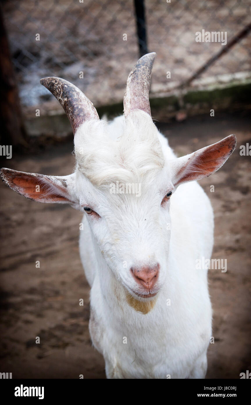 goat, livestock, goatee, scenery, countryside, nature, closeup, park ...