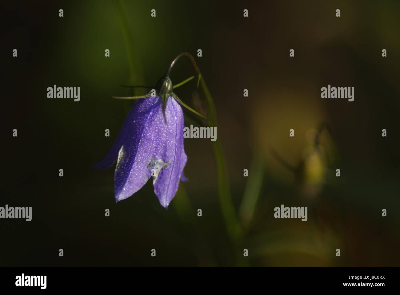 flower, plant, bloom, blossom, flourish, flourishing, spring, dew, bell ...