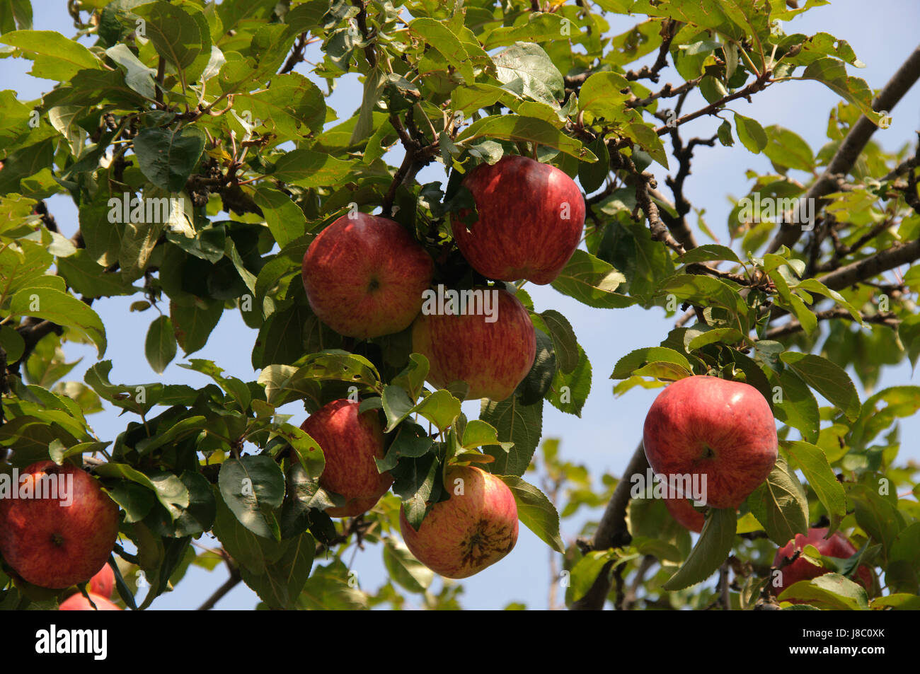 ripe, apple tree, apples, apple, red, hoarfrost, fresh, healthy, food ...