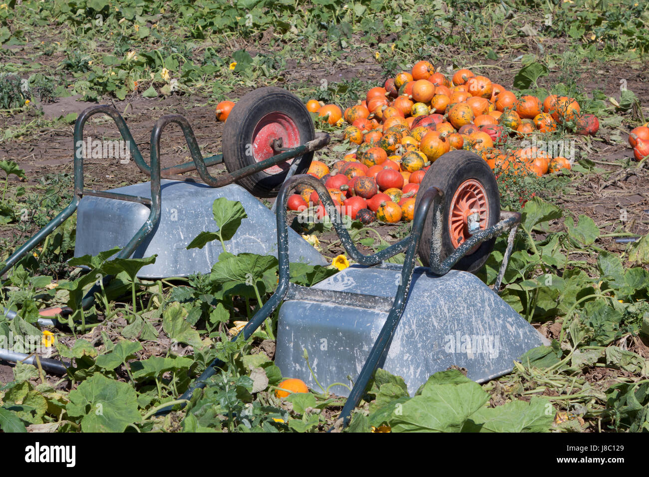 tool, agriculture, farming, field, pumpkin, wheelbarrow, harvest ...