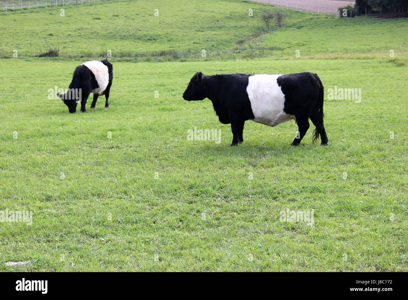 bull, fields, cow, bovine, cows, cattle, calves, meadow, grass, lawn ...