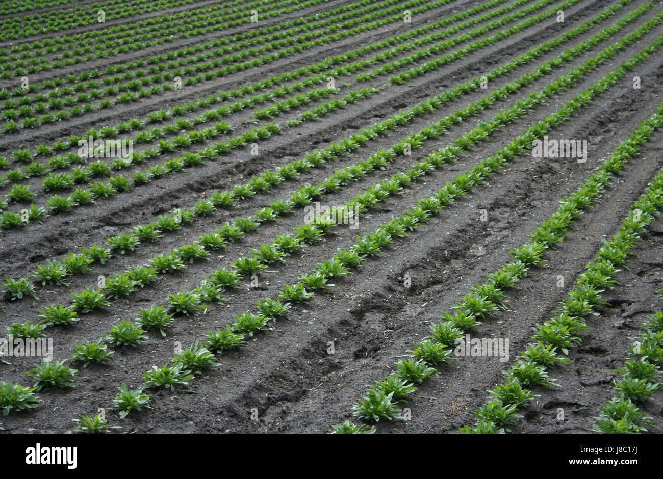 rocket on the field Stock Photo - Alamy