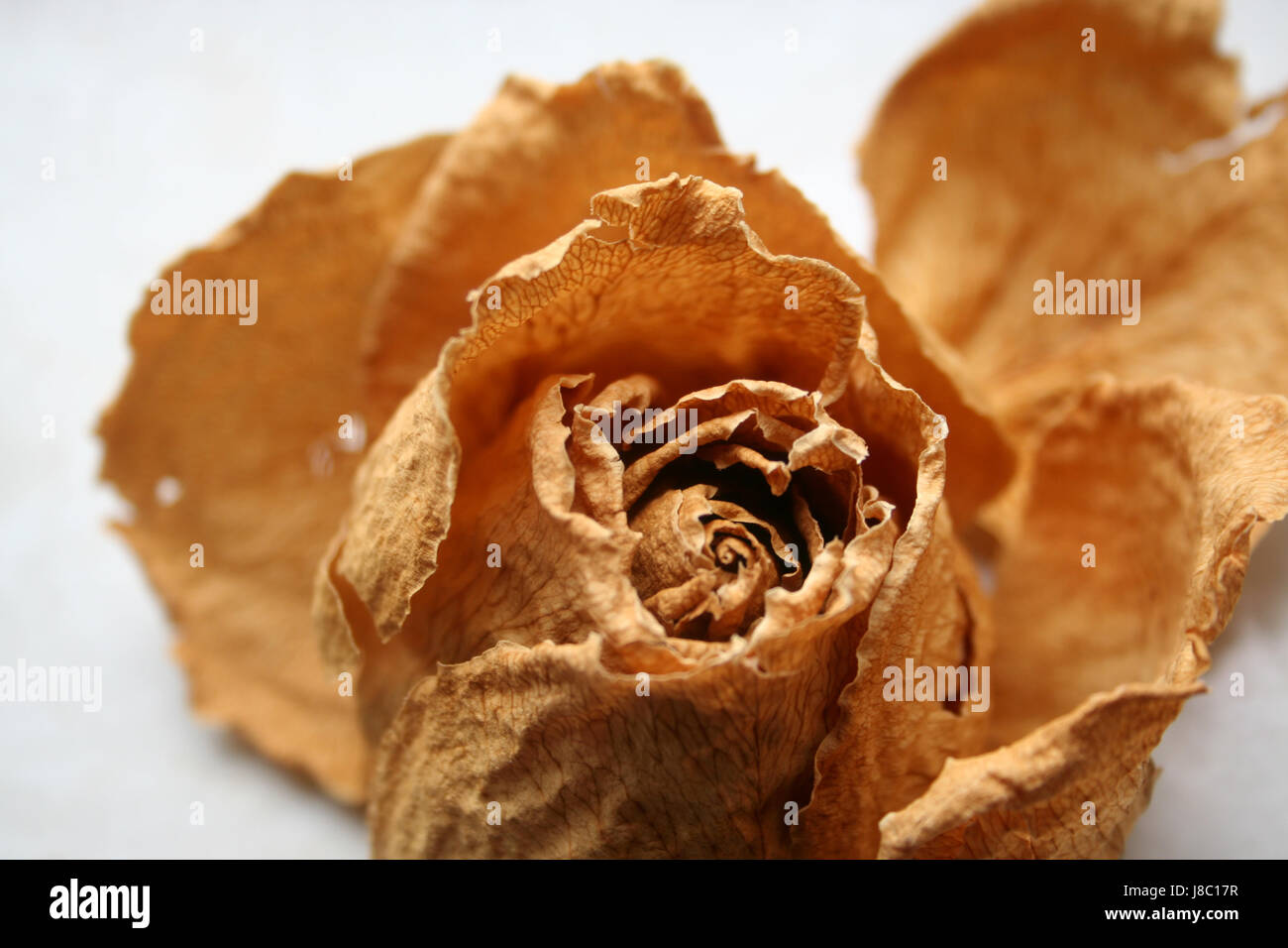 flower, rose, plant, brown, brownish, brunette, bloom, blossom ...