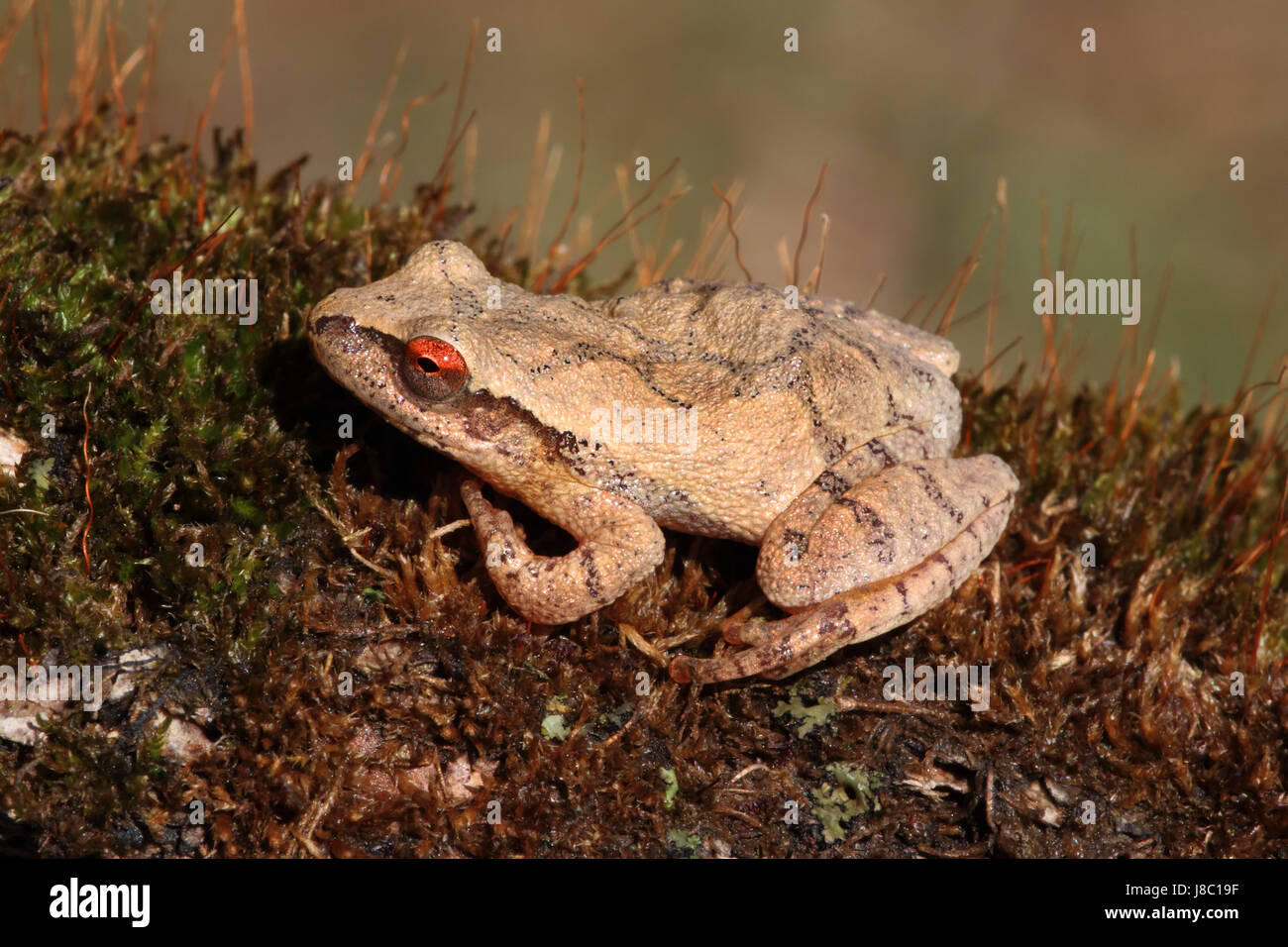 amphibian, wild, spring, bouncing, bounces, hop, skipping, frisks ...