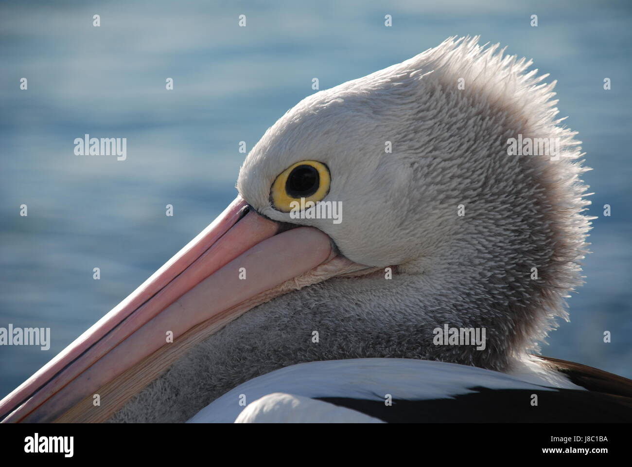 closeup, portrait, eye, organ, counter-light, feathers, beak, pelican ...