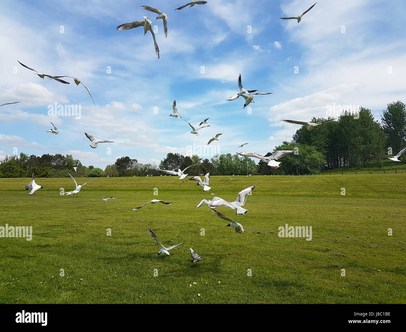 A flock of birds, mostly seagulls, coming in to land on a field Stock ...