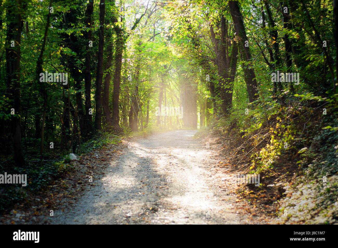 tree, trees, wood, track, footmark, footprint, path, way, forest, fall ...
