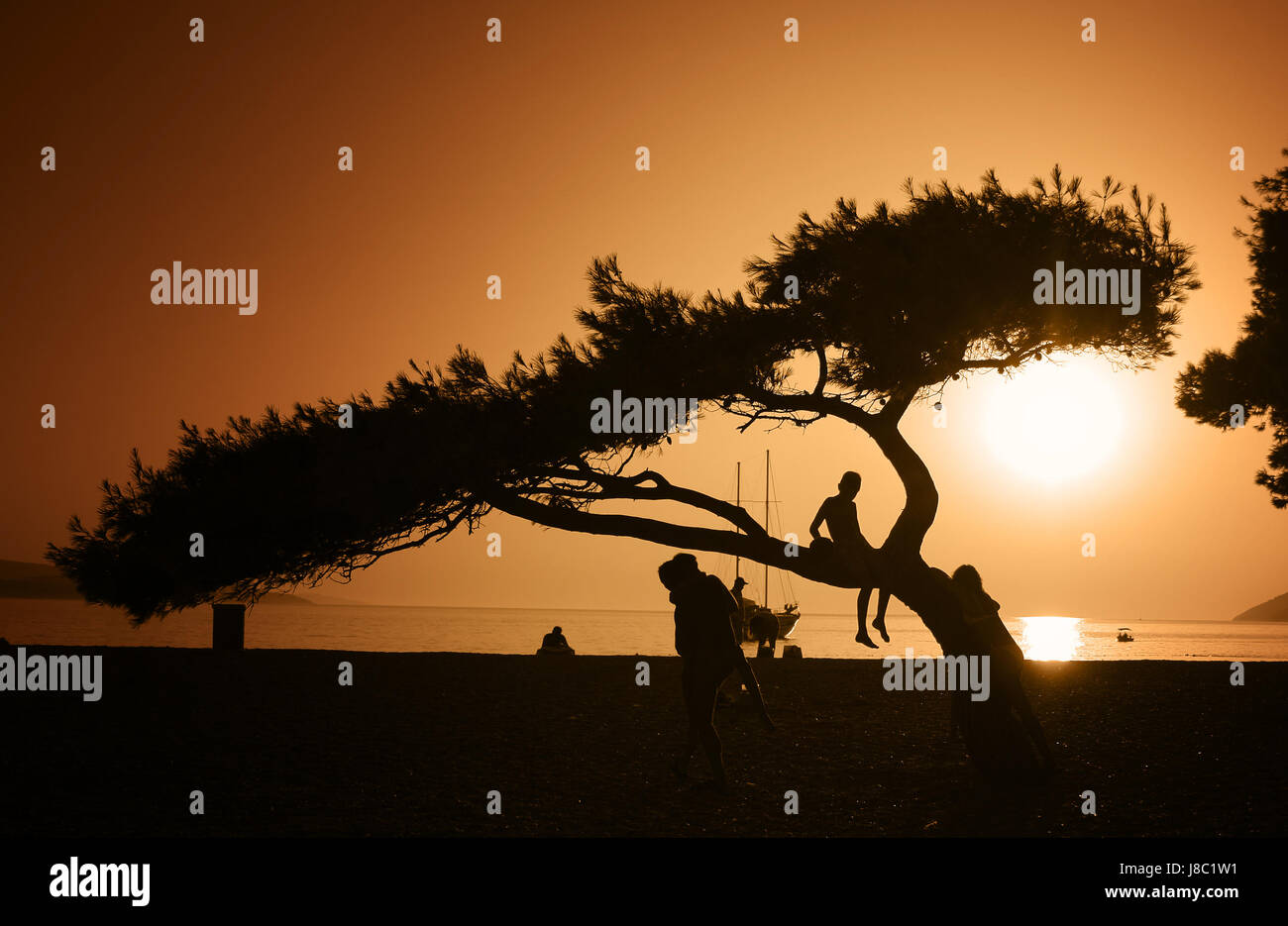 tree, sunset, romantic, silhouette, orange, humans, human beings ...