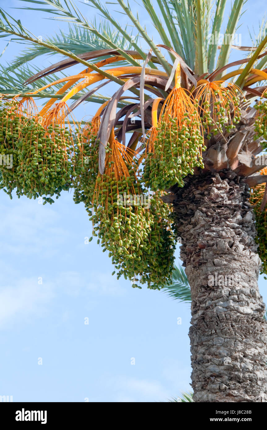 food, aliment, leaf, tree, agriculture, farming, fruit, tunisia, palm ...
