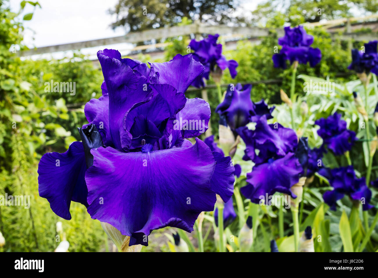Bearded iris border hi-res stock photography and images - Alamy