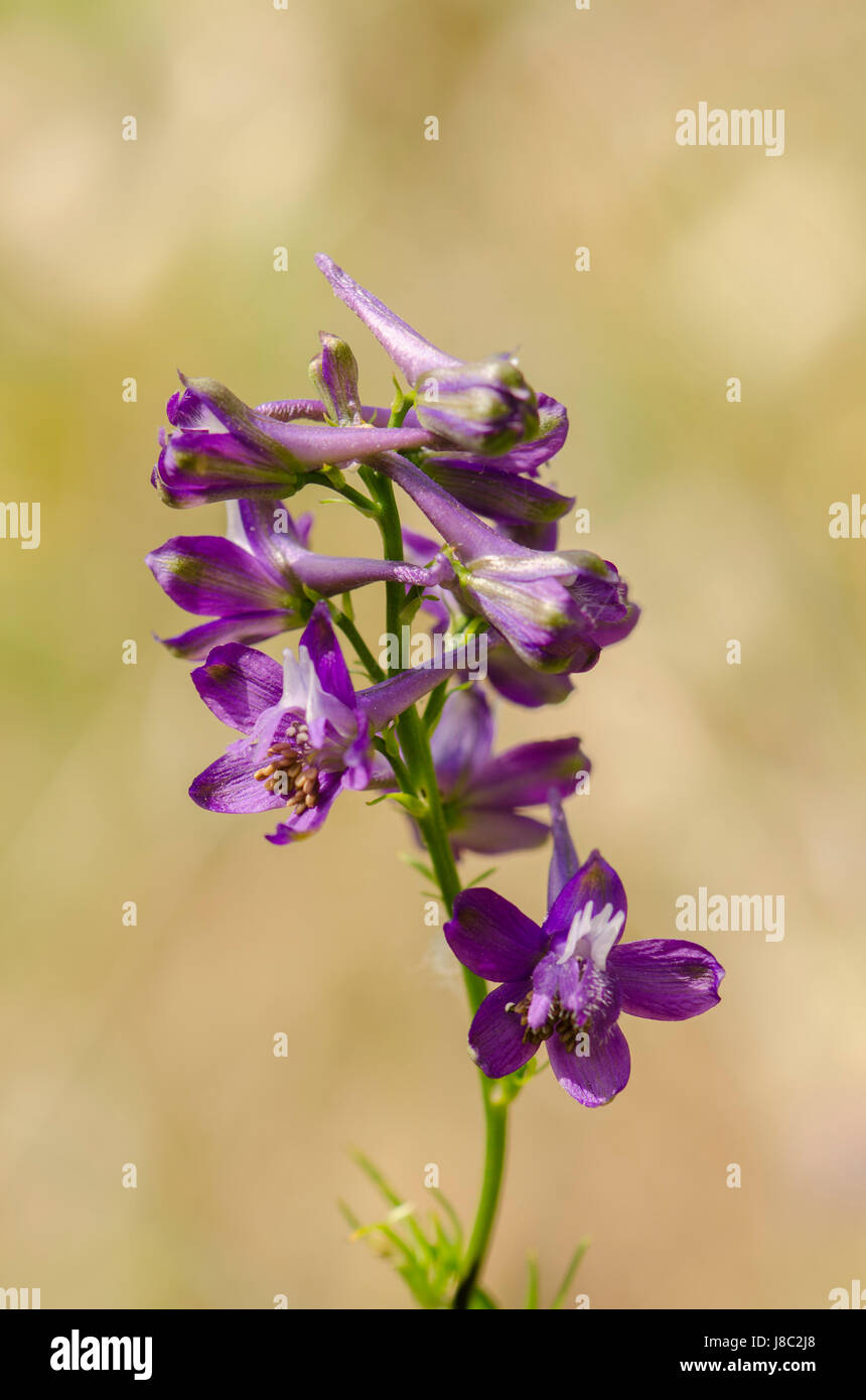 Wild larkspur hi-res stock photography and images - Alamy