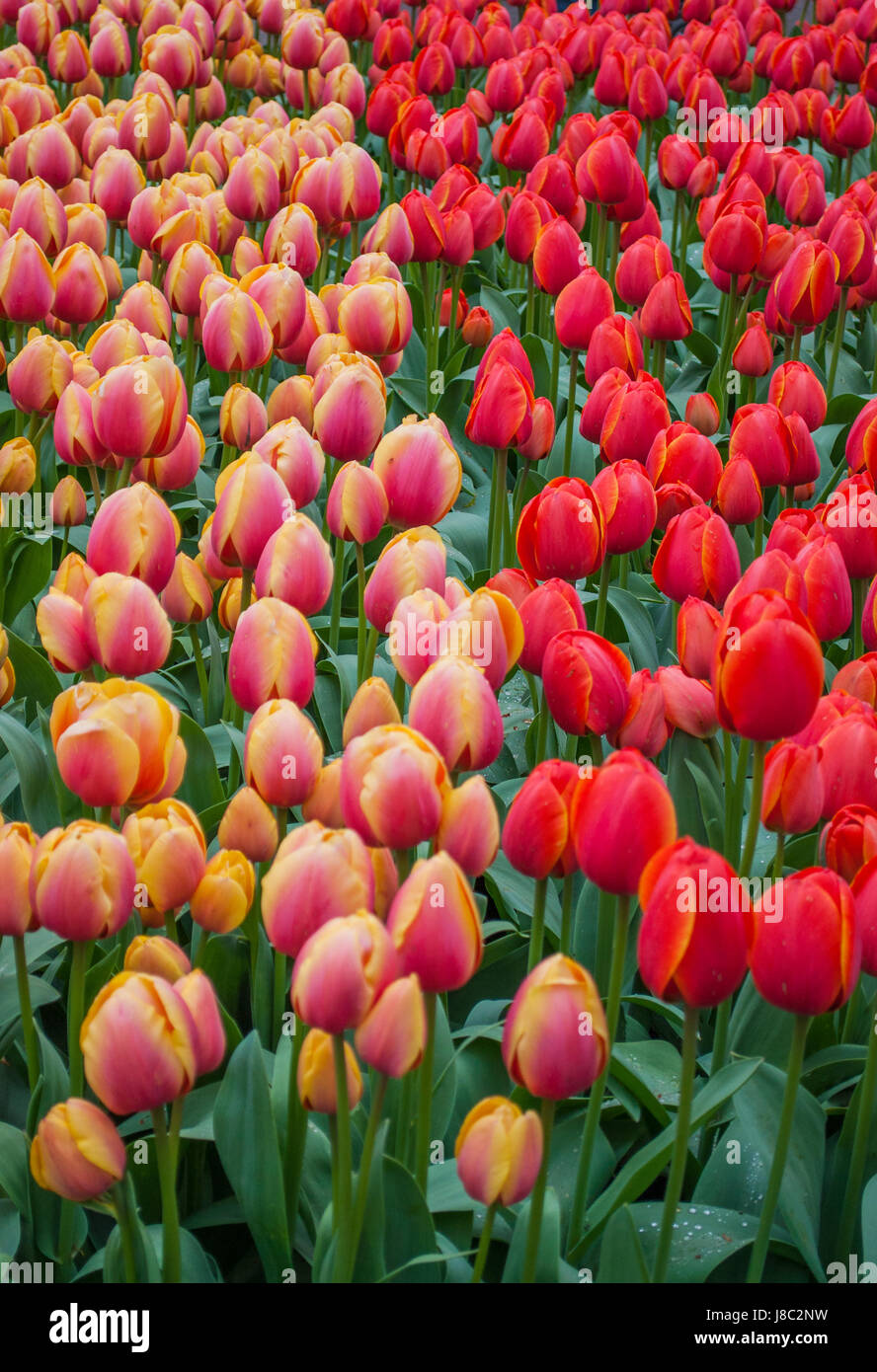 a field of two diferent types of tulips of red and yellow colors are ...