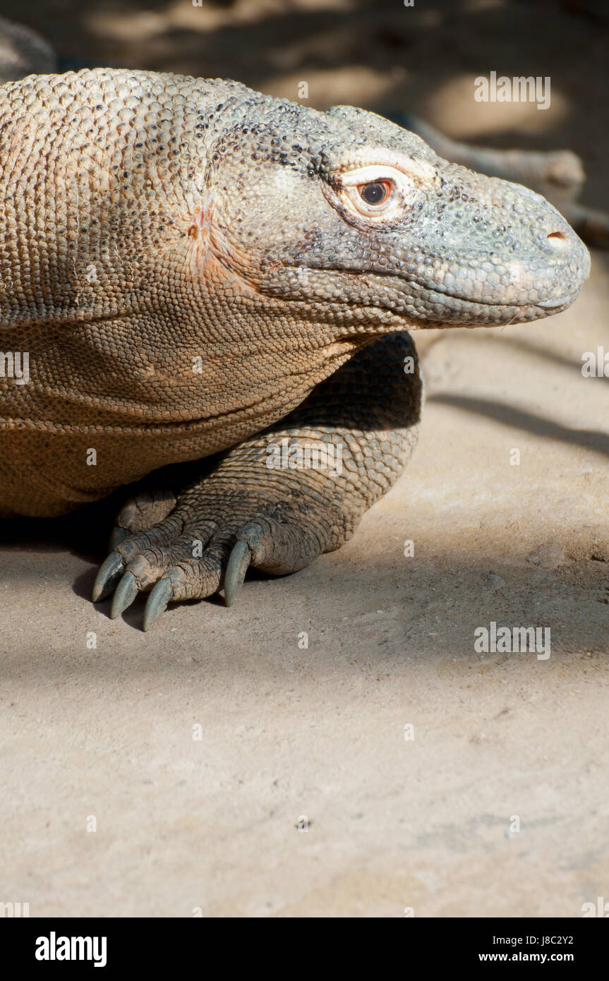 animal, reptile, wild, dragon, dangerous, danger, detail, closeup ...
