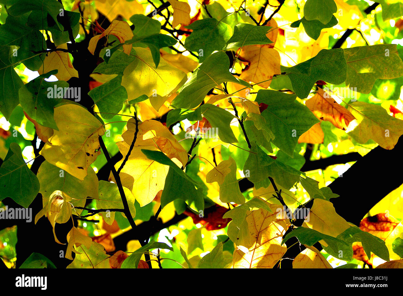 tree, trees, leaves, colour, season, colors, colours, foliage, nature ...