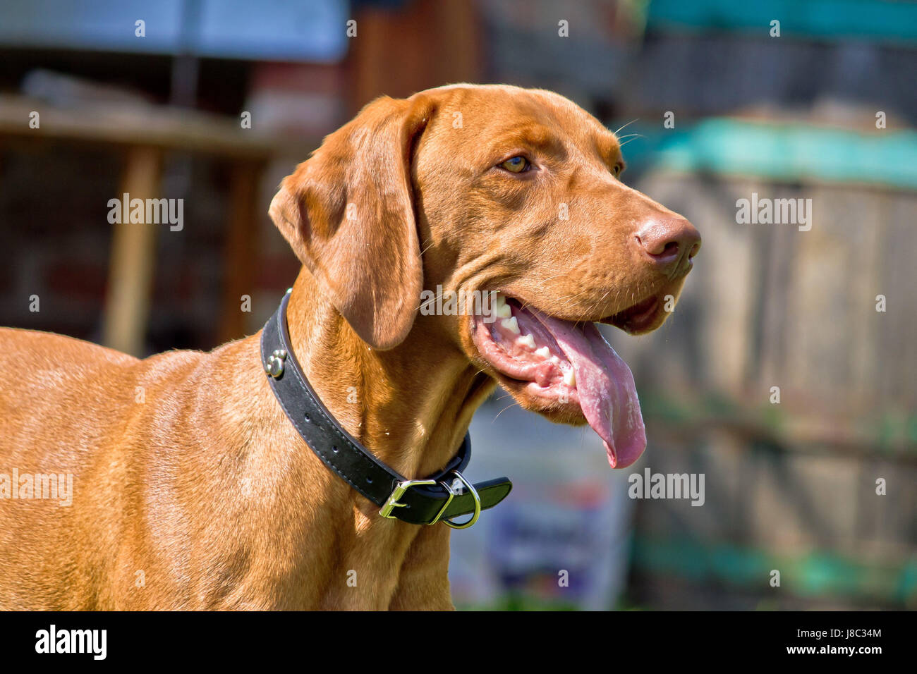 brown, brownish, brunette, dog, spring, bouncing, bounces, hop ...