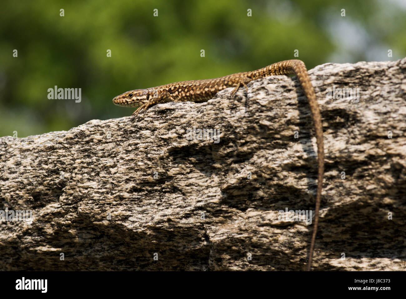lizard, critters, legs, environment, enviroment, animal, reptile, fauna ...