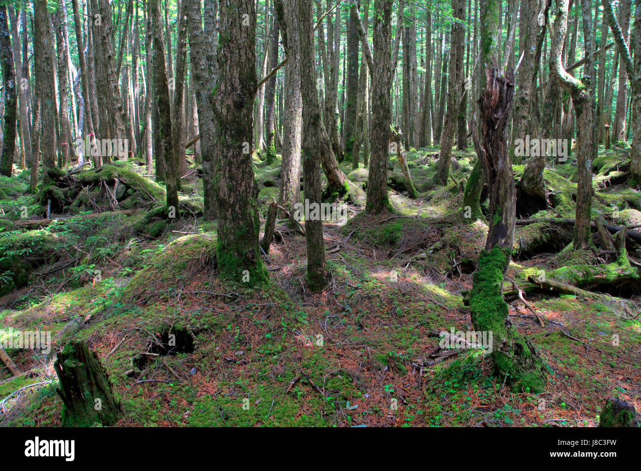 Mononoke no mori hi-res stock photography and images - Alamy