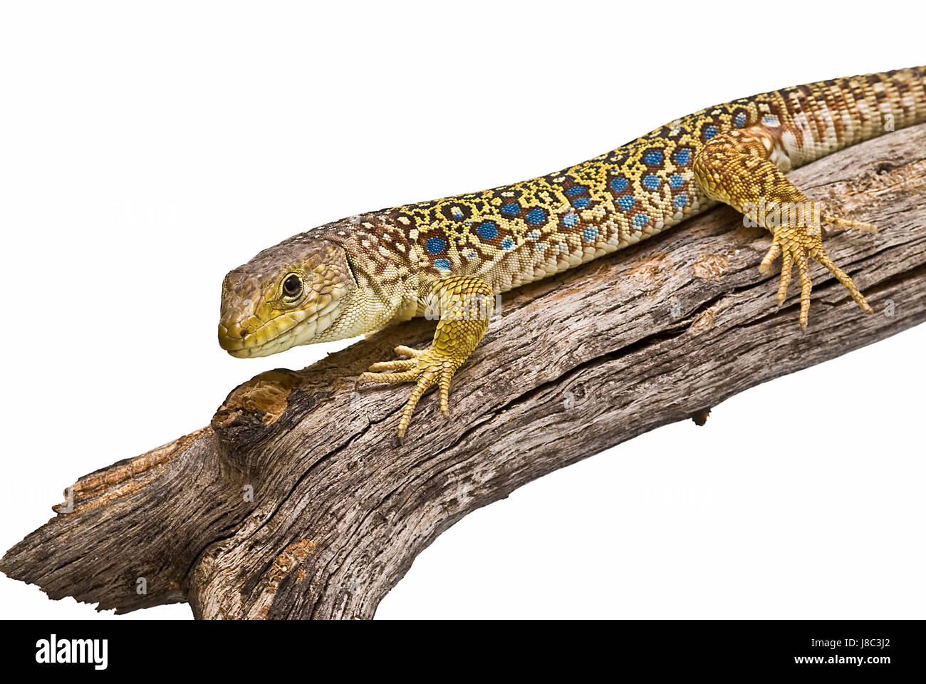 blue, isolated, animal, reptile, green, wood, fauna, wild, lizard ...