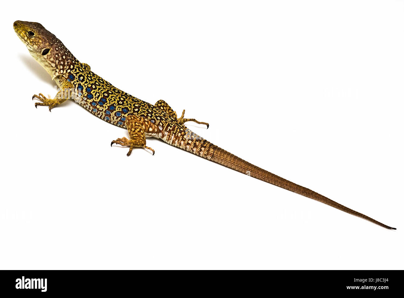 blue, isolated, animal, reptile, green, fauna, wild, lizard, hunter ...