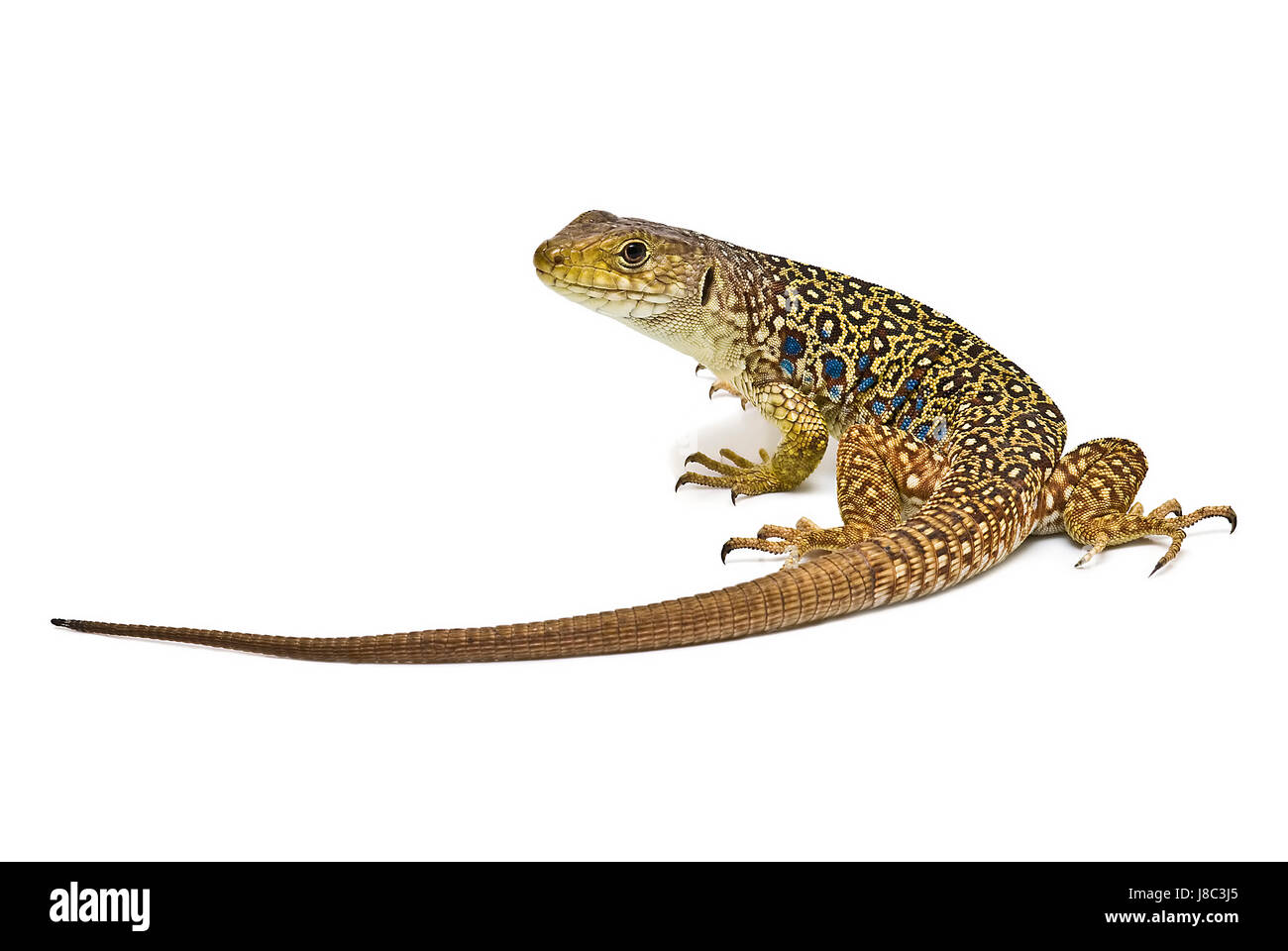 blue, isolated, animal, reptile, green, fauna, wild, lizard, hunter ...