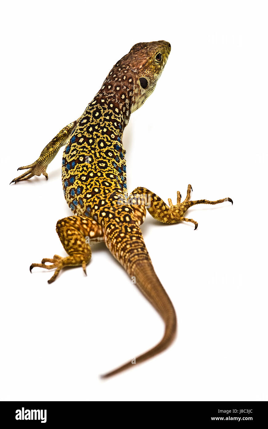 blue, isolated, animal, reptile, green, fauna, wild, lizard, hunter ...