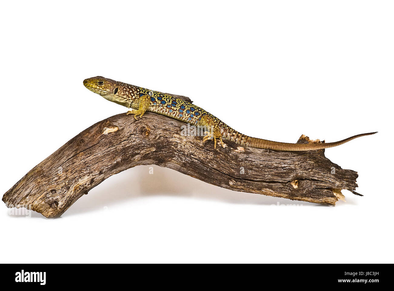 blue, isolated, animal, reptile, green, wood, fauna, wild, lizard ...