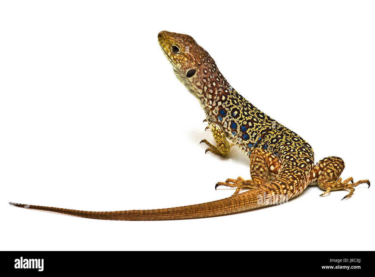 blue, isolated, animal, reptile, green, fauna, wild, lizard, hunter ...