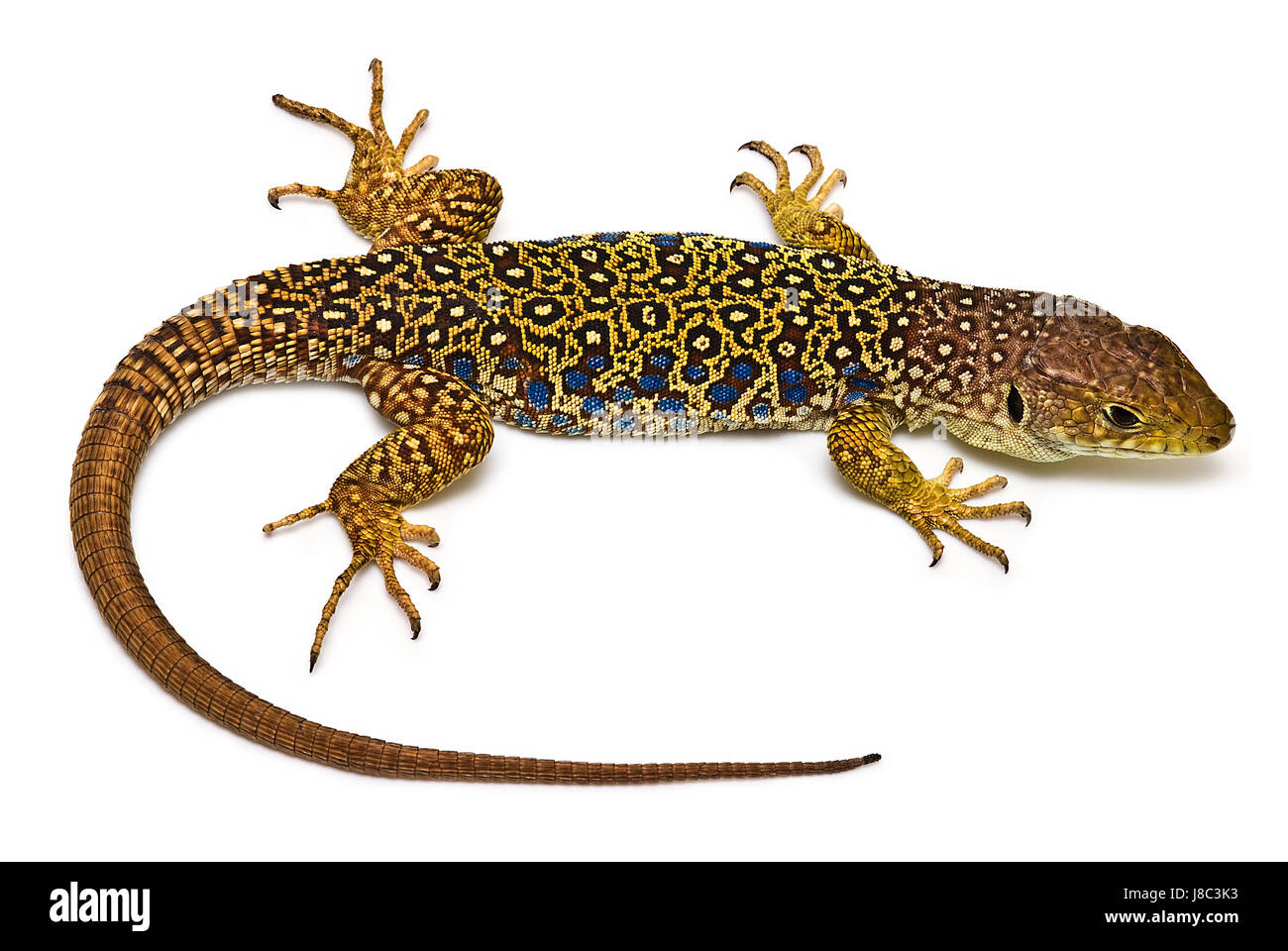 blue, isolated, animal, reptile, green, fauna, wild, lizard, hunter ...