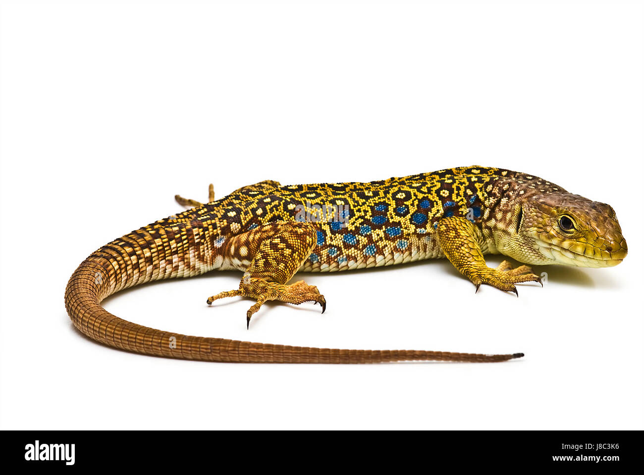 blue, isolated, animal, reptile, green, fauna, wild, lizard, hunter ...