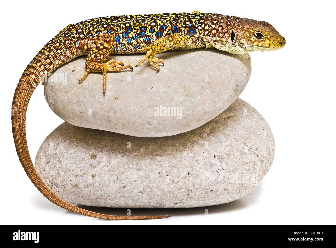 blue, isolated, stone, animal, reptile, green, fauna, wild, lizard ...