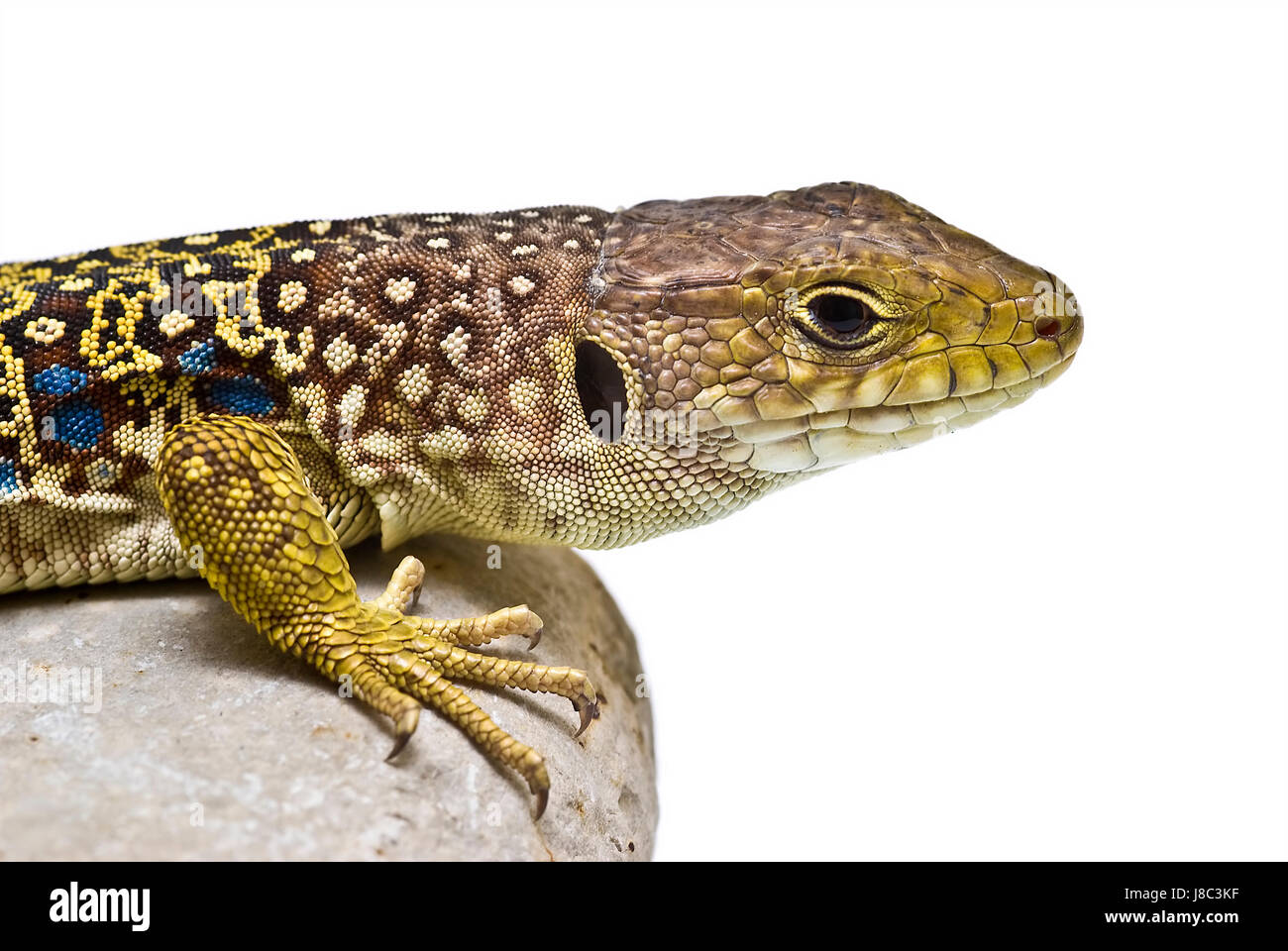 blue, isolated, stone, animal, reptile, green, fauna, wild, lizard ...